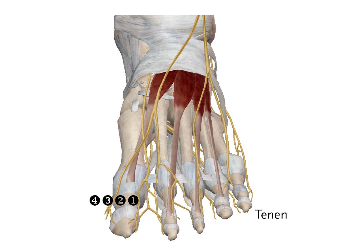 Hallux Valgus, jicht of artritis? VoetFlex Podotherapie pakt de oorzaak ...